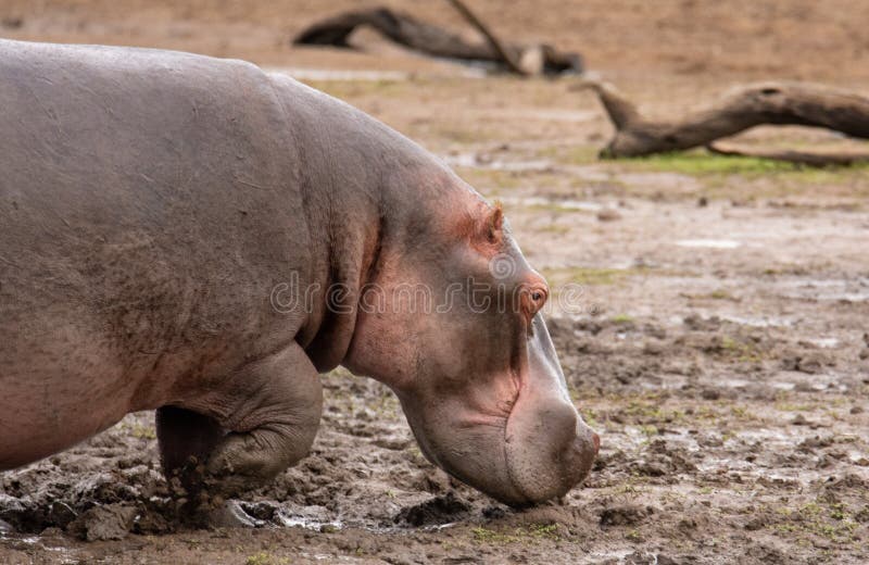 Hippo walking outside stock image. Image of wildlife - 27408017