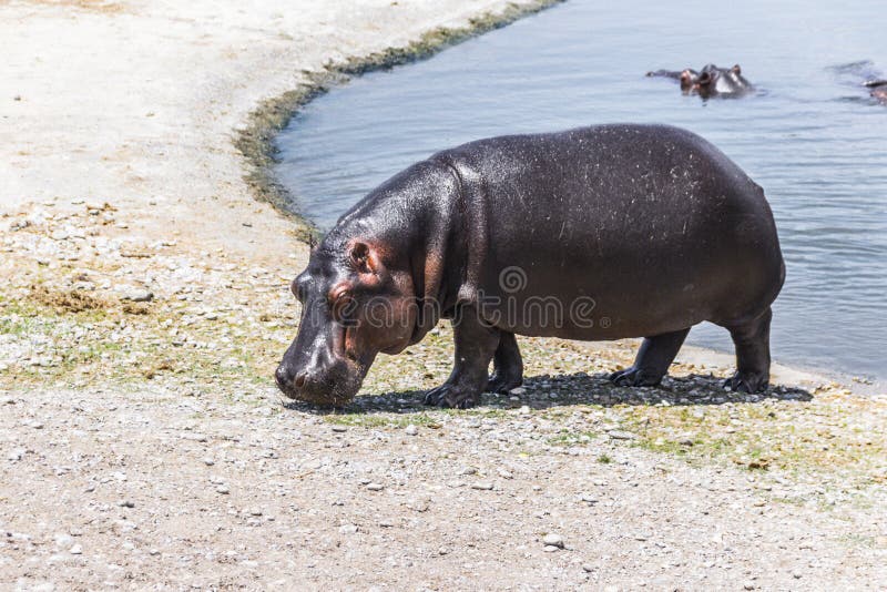 Hippo walking outside stock image. Image of wildlife - 27408017