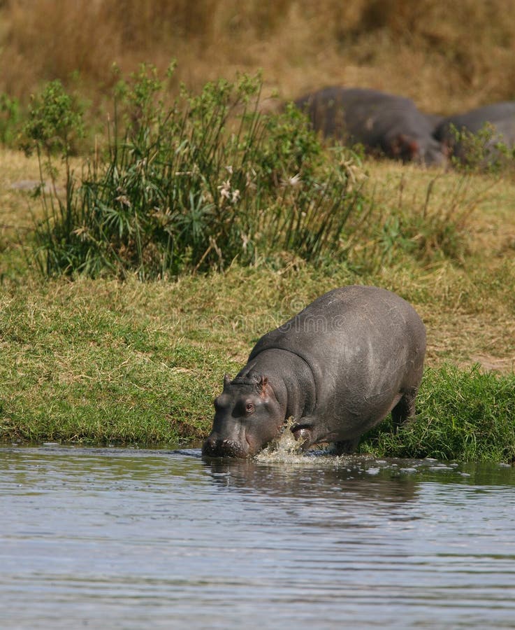 Hippo Walking into the Water Stock Photo - Image of zoological, strong ...