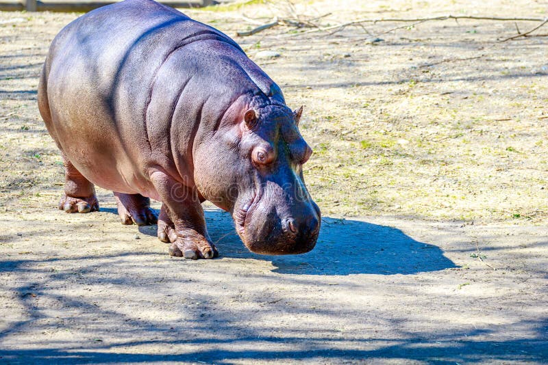 Hippopotamus Walks on To Rock among Bushes Stock Photo - Image of ...