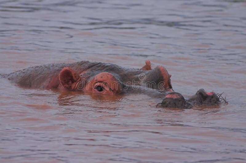 Hippo wallowing stock image. Image of animal, game, sanparks - 1488933