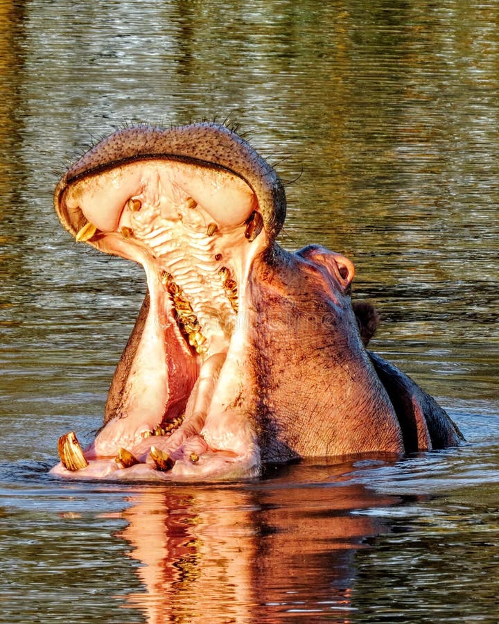Hippo warning stock photo. Image of wildlife, reflection - 81843744