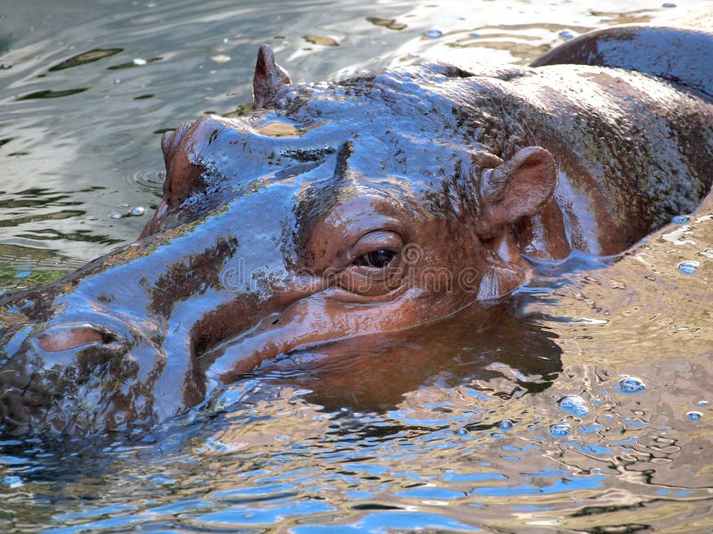 Hippo in water stock image. Image of laughing, animal - 142779177