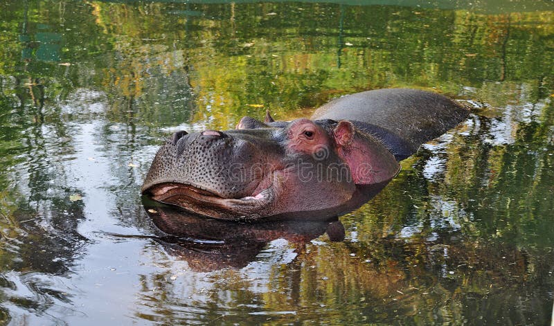 Hippo in the water stock photo. Image of animal, lake - 21636380