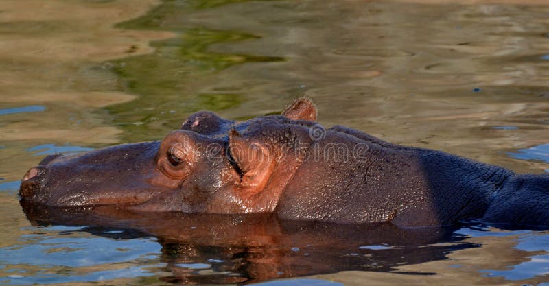 Hippo front view stock image. Image of hippopotamus, resting - 23544963