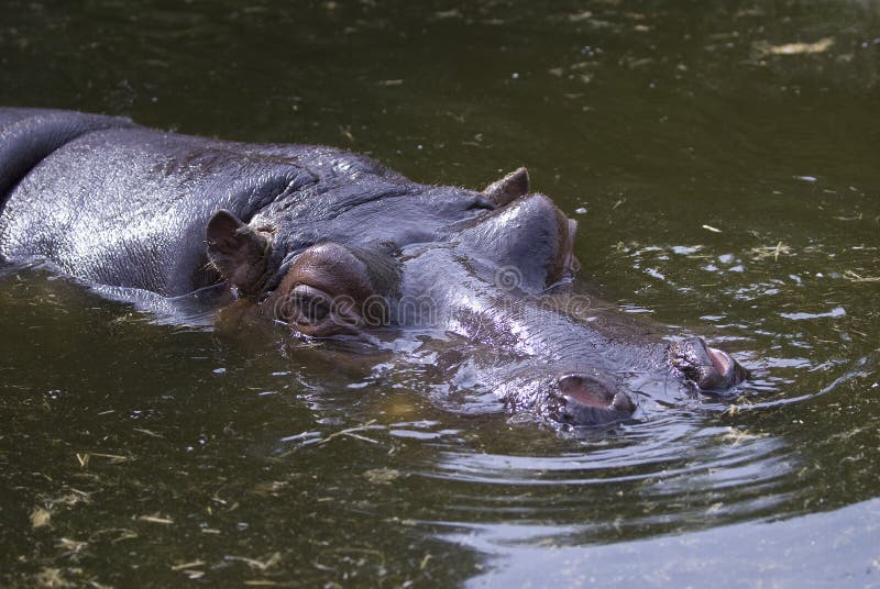 Hippo in Water stock image. Image of submerge, large, teeth - 7338855
