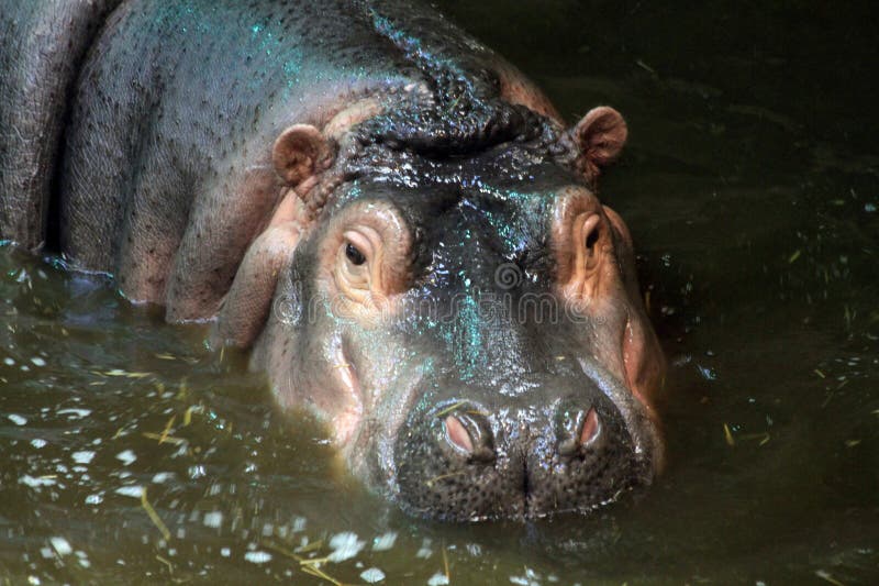 Hippo in the water stock photo. Image of animal, lake - 313342282