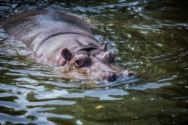Hippo in water stock image. Image of hippopotamidae, water - 64820749