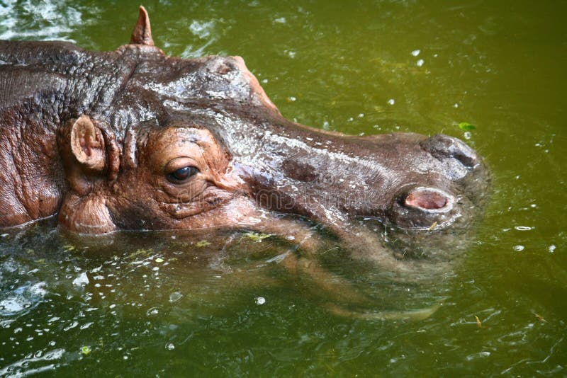 Hippo in water stock photo. Image of eyes, hippos, bangkok - 55771128
