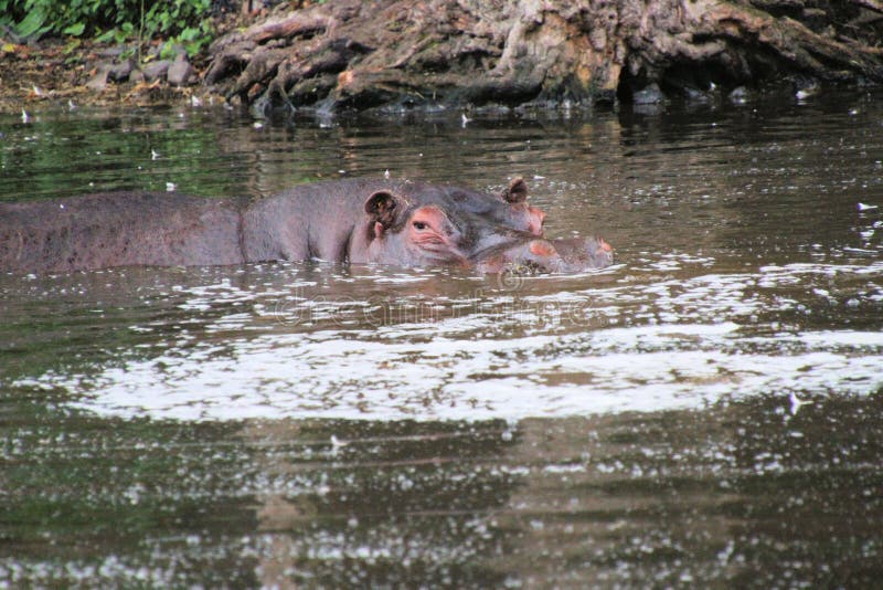 A Hippo in the Water stock image. Image of submerged - 200928041