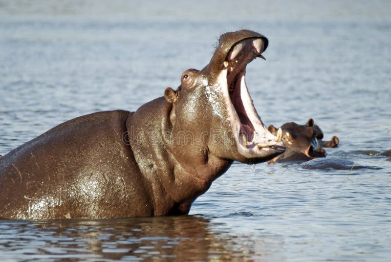 Hippo yawn stock image. Image of wildlife, yawn, herbivore - 6614529