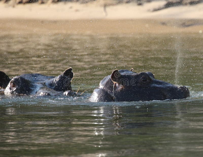 Hippo in Zambezi River stock image. Image of mammal - 128182401
