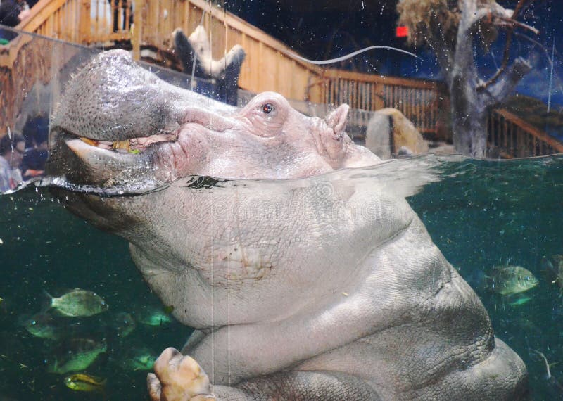 Hippo in a zoo stock image. Image of dangerous, africa - 29288063