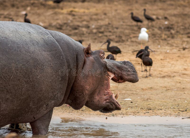 Hippo Zoo Ramat Gan Stock Photos - Free & Royalty-Free Stock Photos ...