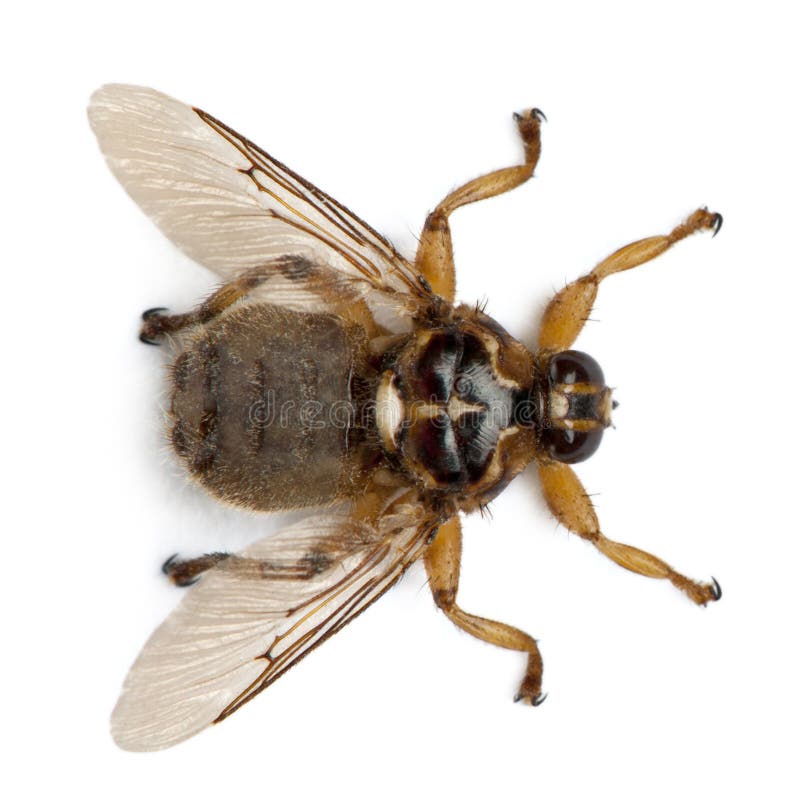 Hippobosca Equina or the Forest Fly Stock Photo - Image of angle ...