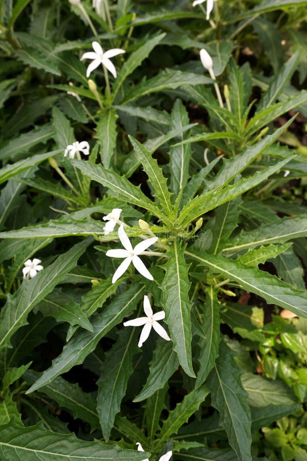 Hippobroma Longiflora Plant Stock Image - Image of beauty, leaves: 95053393