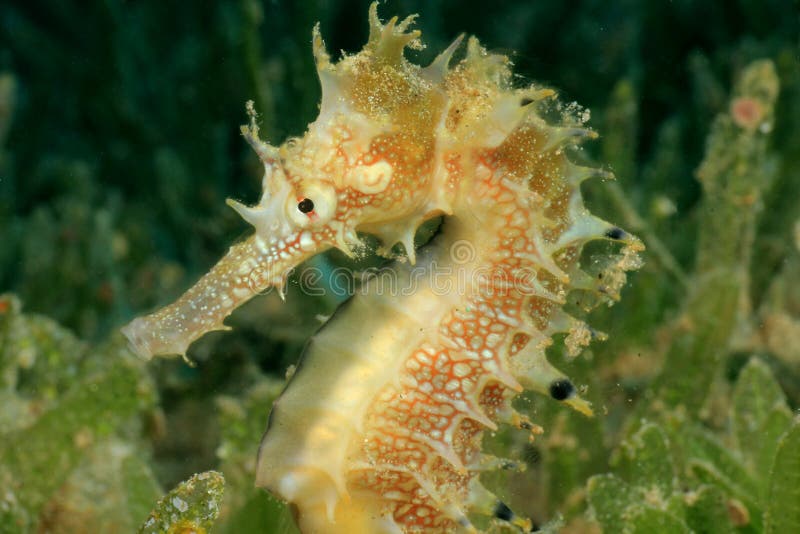 Hippocampe photo stock. Image du nature, école, normal - 30361098