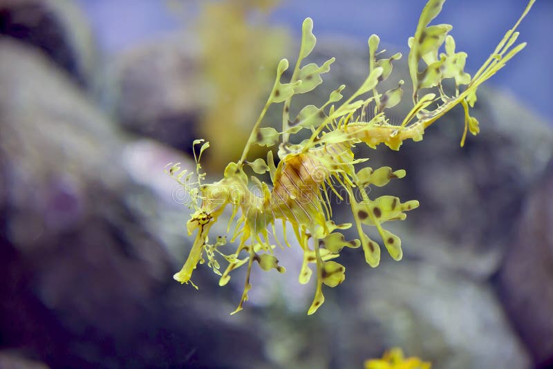 Hippocampe image stock. Image du beau, hippocampe, faune - 38749145