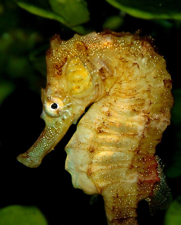 5,360 Hippocampe Photos libres de droits et gratuites de Dreamstime