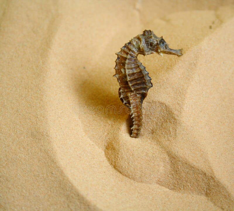 Hippocampe photo stock. Image du tropical, hippopotame - 777836