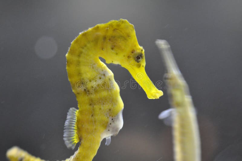 Hippocampe image stock. Image du réservoir, exotique, hippocampe - 8298271