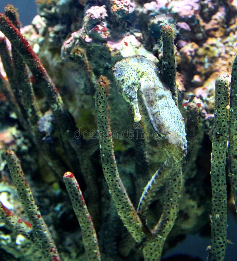 Hippocampe Long-foui image stock. Image du durée, longtemps - 29709303