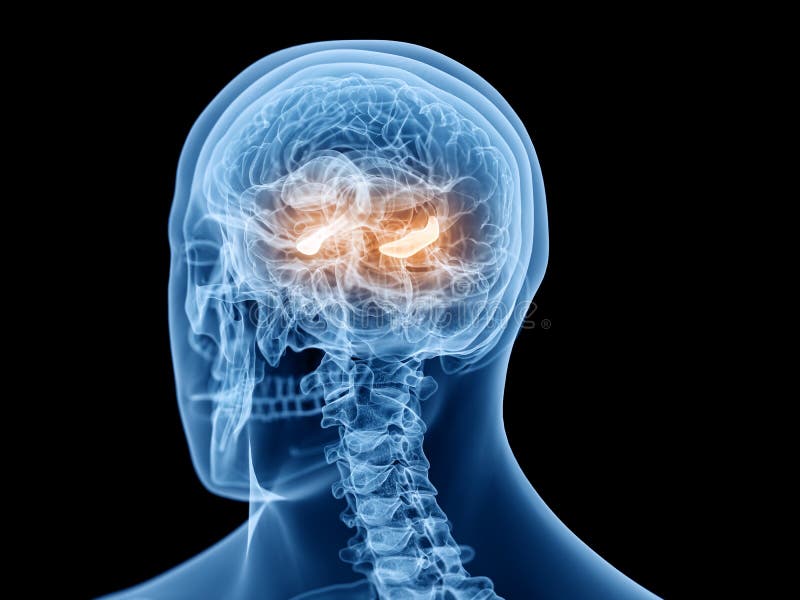 The hippocampus stock illustration. Illustration of anatomical - 142494369