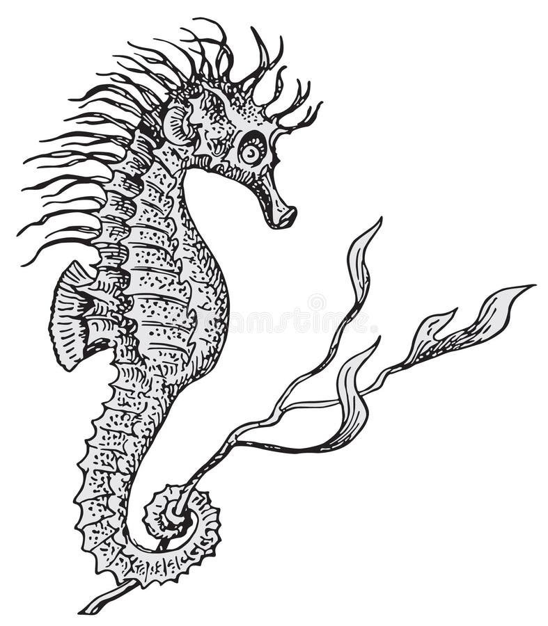 Hippocampus Stock Illustrations – 5,684 Hippocampus Stock Illustrations ...