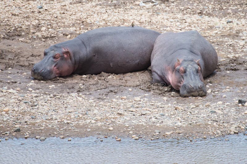Hippoon the Bank of the River Stock Image - Image of nostril, swim ...