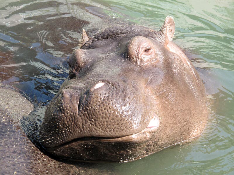 Hippopotame De Hippopotamus Image stock - Image of africain, vache ...