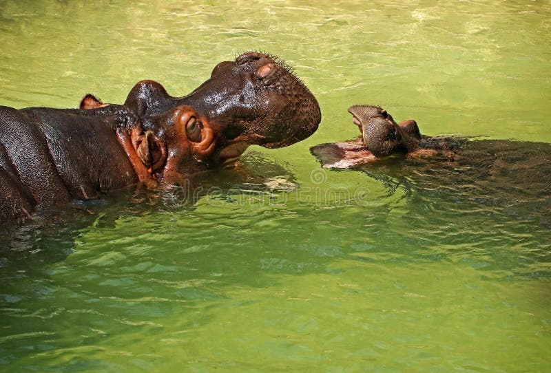 Hippopotame image stock. Image du grand, animal, gros - 39599447