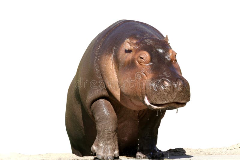 Sonoran Desert Toad stock image. Image of sonoran, close - 6220753