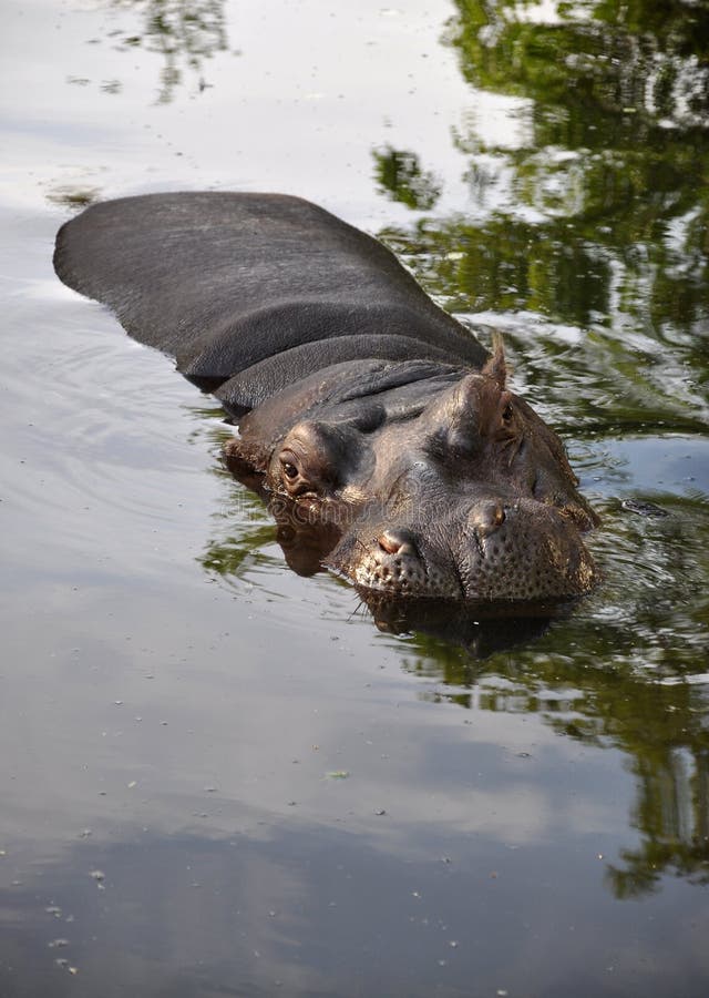 Beaver by the water s edge stock image. Image of second - 22523407