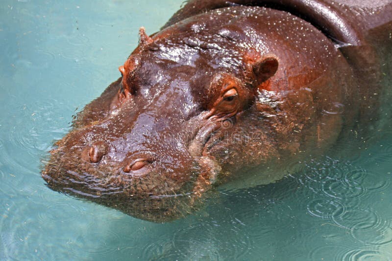 Hippo Mouth Wide Open in Africa Stock Image - Image of defending ...