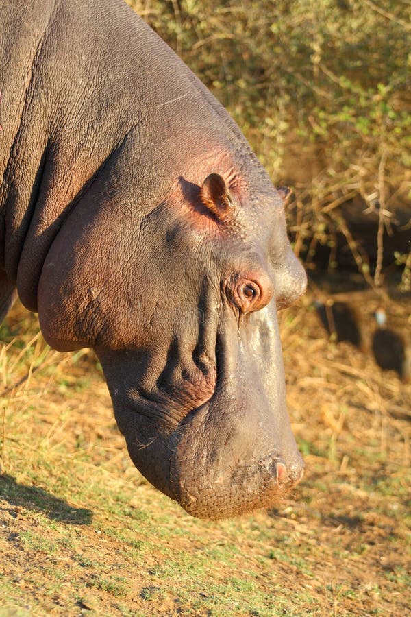 Hippopotamus stock photo. Image of ears, dangerous, thick - 16218552