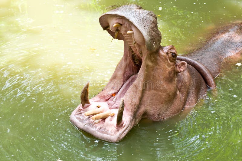 Hippopotamus stock image. Image of african, hippopotamus - 21090031