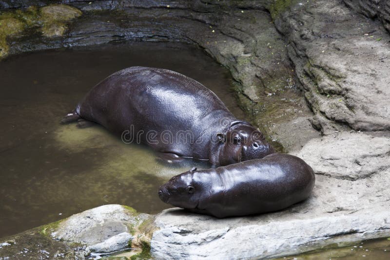 Hippopotamus stock photo. Image of jungle, african, park - 28329024