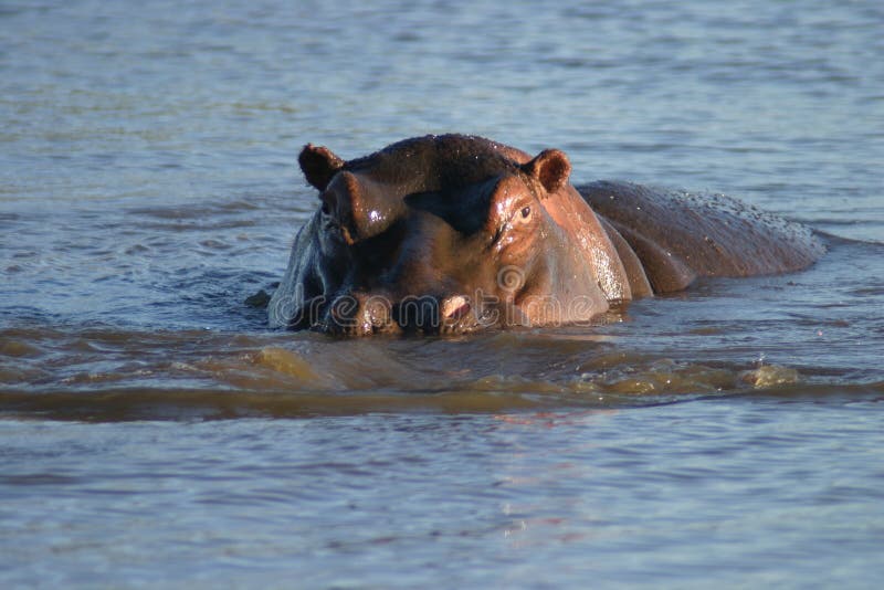 Hippopotamus stock photo. Image of aggression, wild, animal - 287968