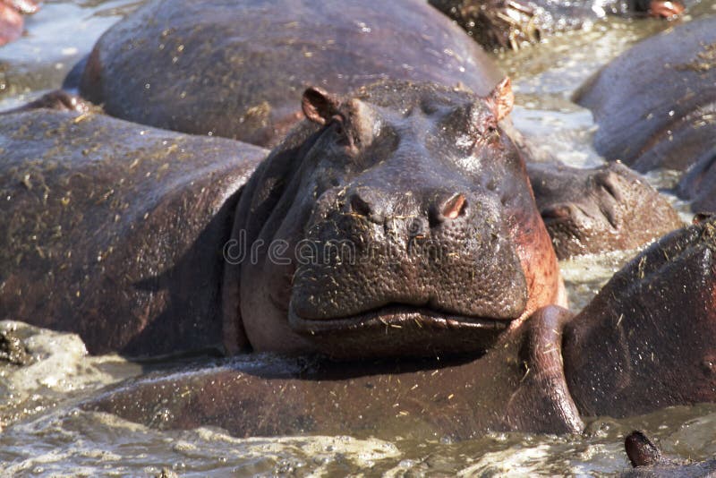 Hippopotamus - Africa stock image. Image of hippopotamus - 82142977
