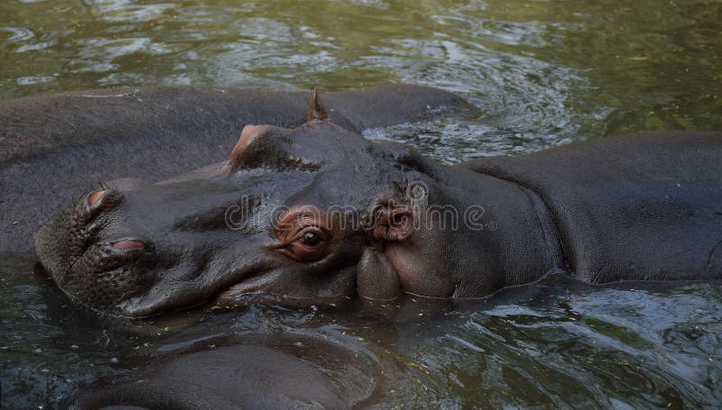 A Hippopotamus Also Called the Hippo at a Zoo Stock Image - Image of ...