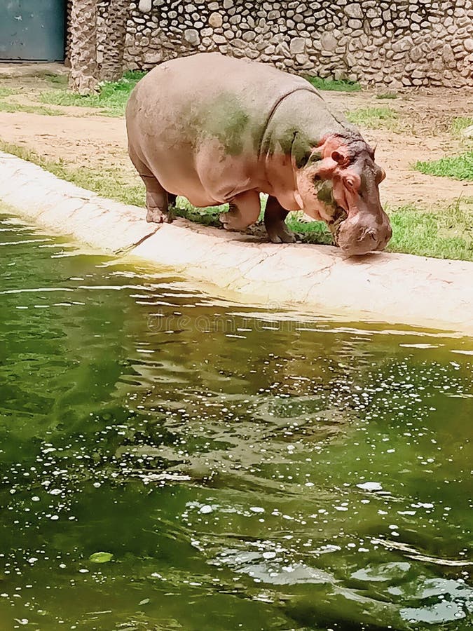 Hippopotamus Amezing Animal Stock Image - Image of elephant, side ...