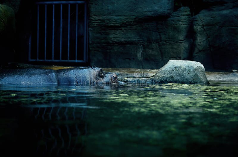 Hippopotamus amphibius stock photo. Image of brown, face - 171552306