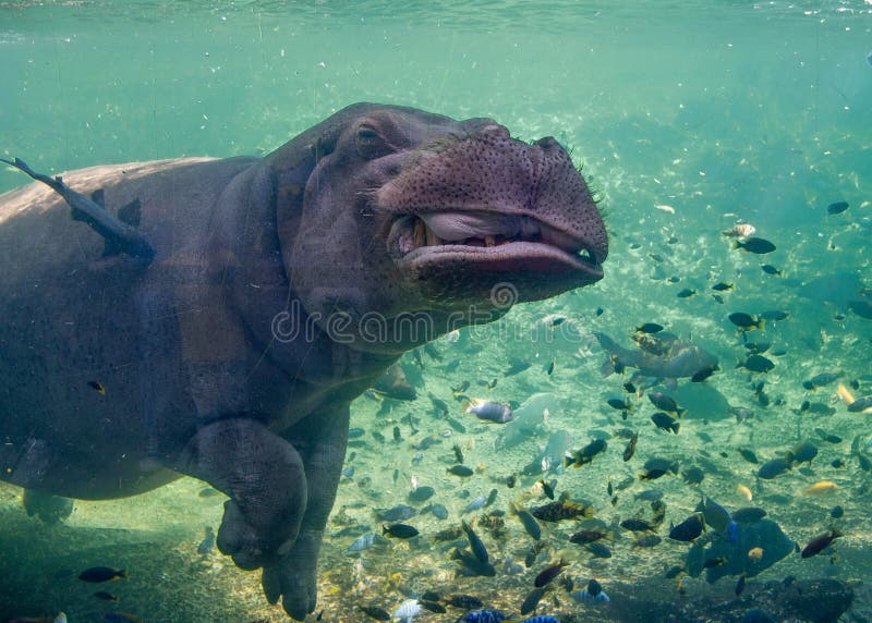 Hippopotamus in aquarium stock image. Image of beautiful - 321091241