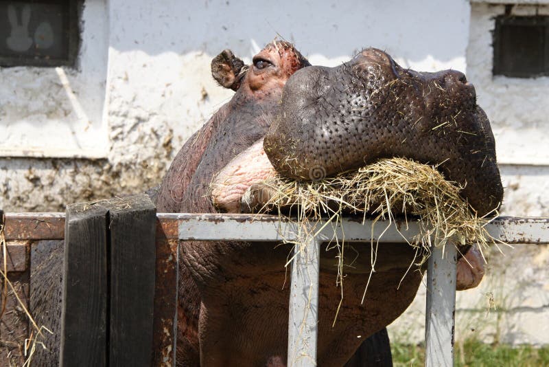 Hippopotamus stock photo. Image of detail, eating, hippopotamus - 59020648