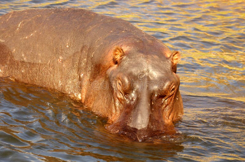 432 Bull Hippopotamus Stock Photos - Free & Royalty-Free Stock Photos ...