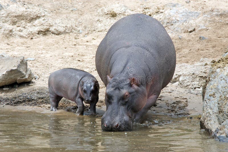 Hippopotamus with Calf (Hippopotamus Amphibius) Stock Photo - Image of ...
