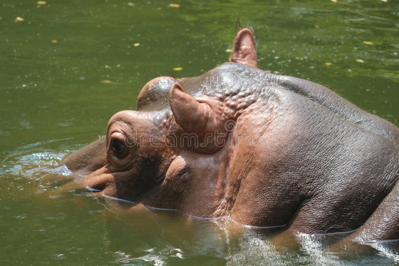 Hippopotamus Chilling Out in Pool Stock Photo - Image of color, nature ...