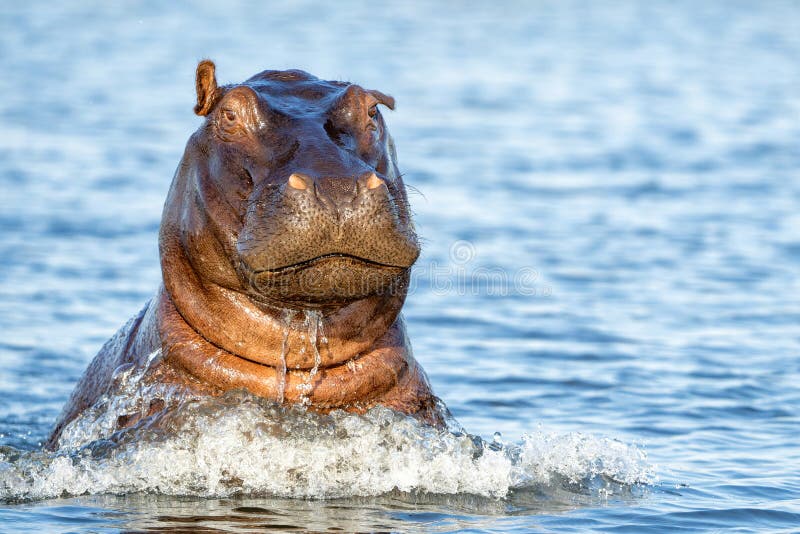 Hippopotamus in the Chobe River Stock Image - Image of mammal, head ...
