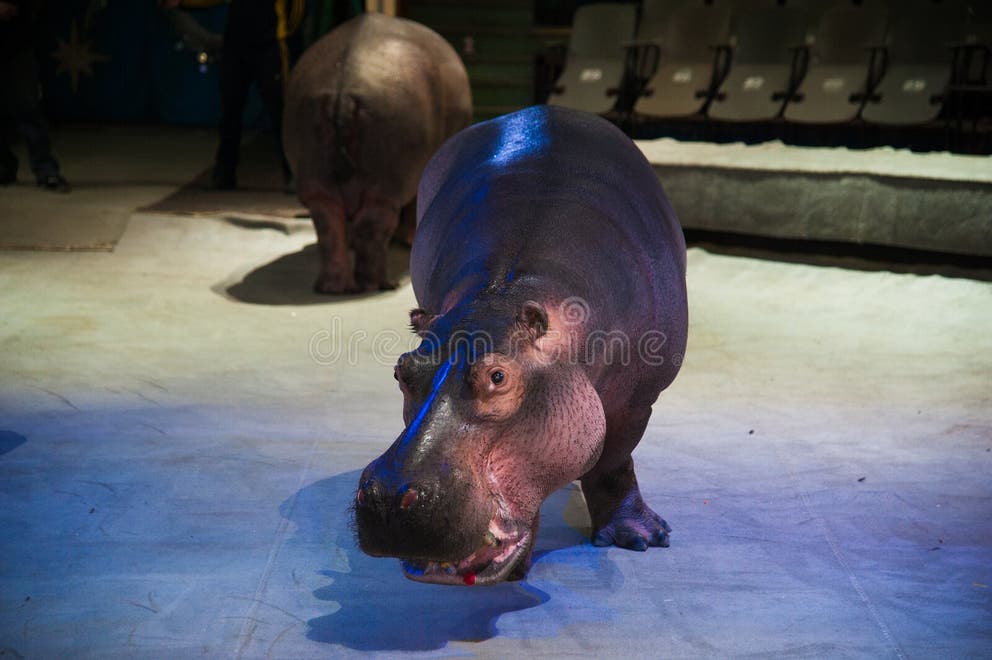 Hippopotamus in the circus stock photo. Image of indoors - 144763988