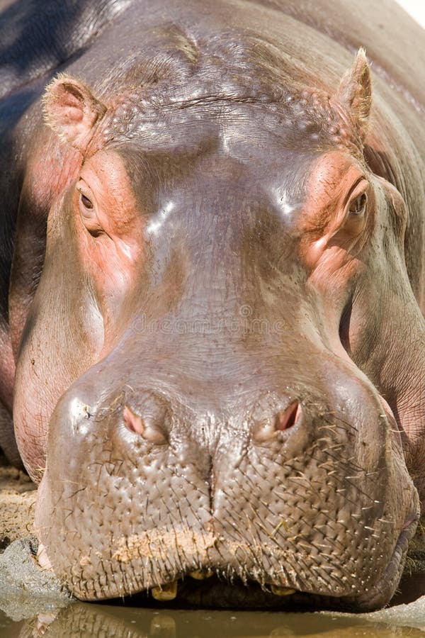 Greedy Hippo Stock Photos - Free & Royalty-Free Stock Photos from ...